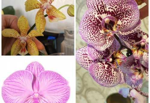 Орхидея фаленопсис детки Джулия, Андора и другие