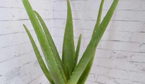 Aloe Vera (Алоэ) (SCT28800)