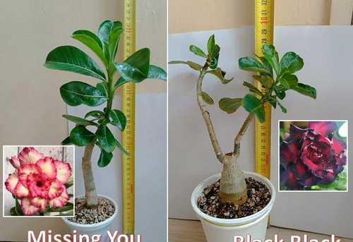 Адениум (Adenium), сортовые прививки