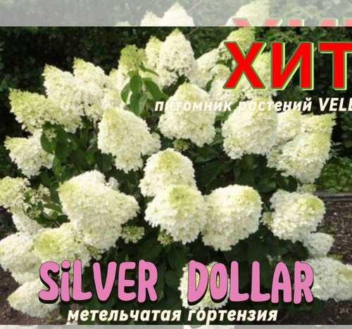 Silver dollar метельчатая гортензия