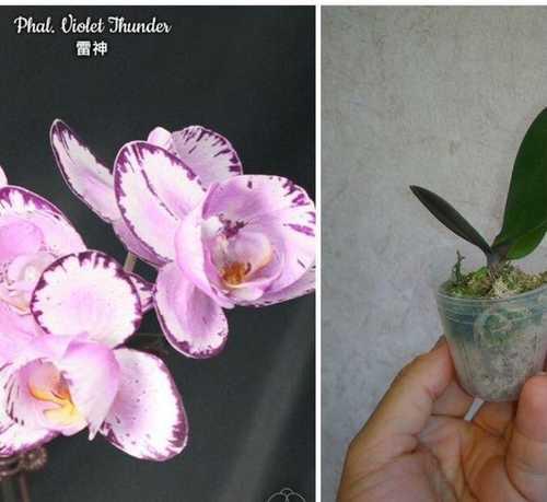 Орхидея бабочка пелорик подростки нецветущие