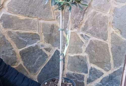 Растение олива