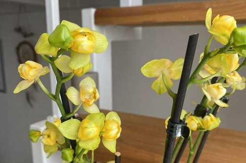 Орхидея мультифлора пелорик желтая