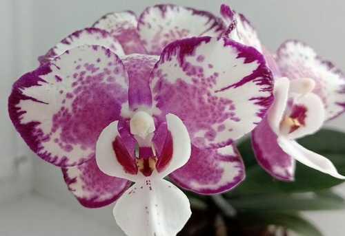 Kaoda twinkle 1442 орхидея