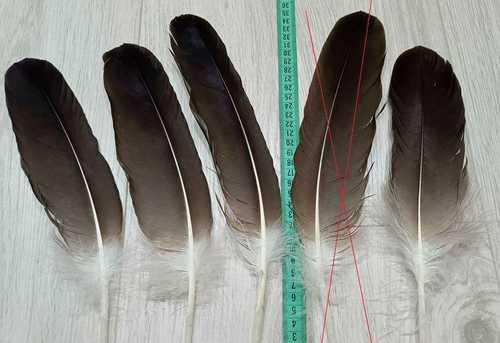 Натуральные перья хищных птиц 4 шт