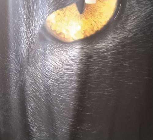 Фотошторы глаза кошки