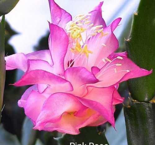 Schlumbergera Pink Rose