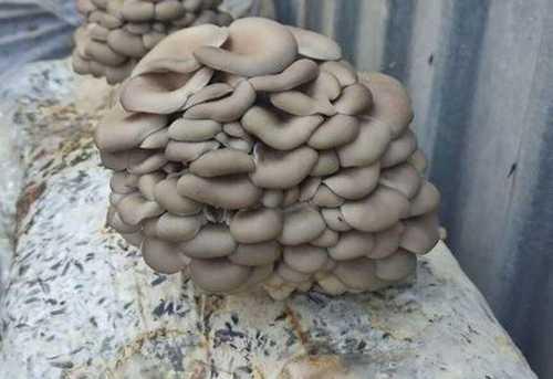 Мульча Лузга подсолнечника грибной субстрат