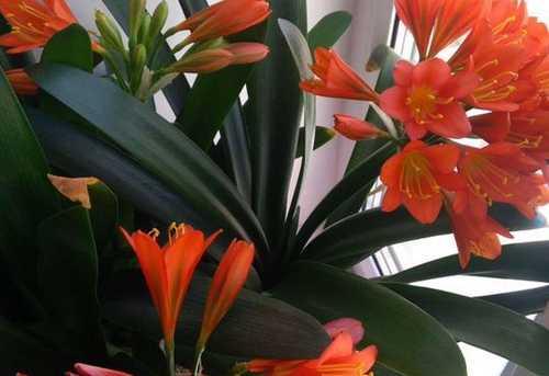 Комнатные цветы Кливия оранжевая