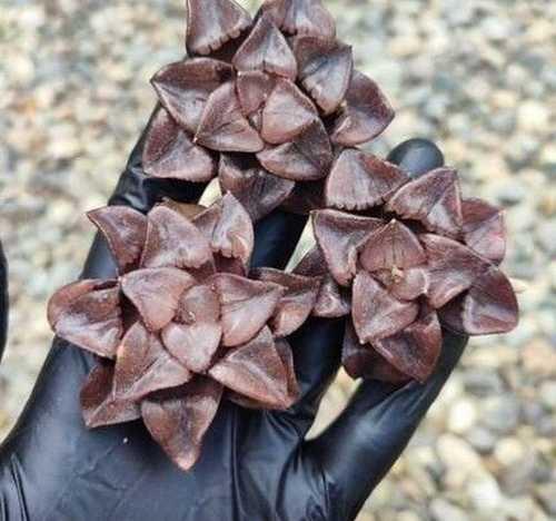 Хавортии ч.1