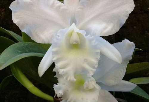 Орхидея Cattleya Snow White