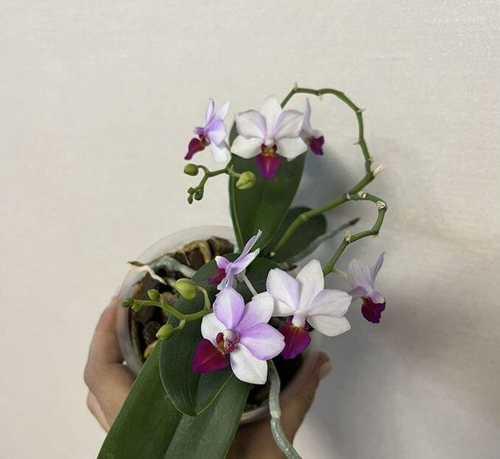 Орхидея фаленопсис льюис берри