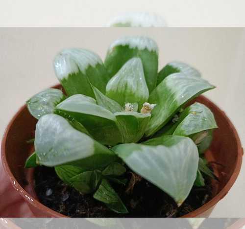 Хавортия Haworthia Retussa SS p White