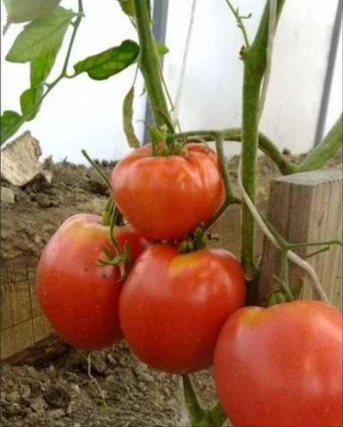 Семена минусинских томатов. Минусинский бочковой