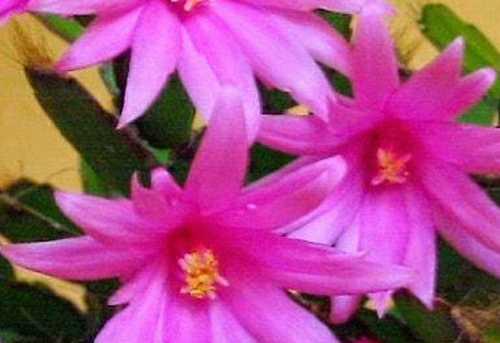 Рипсалидопсис (пасхальный цветок) 6 сортоа