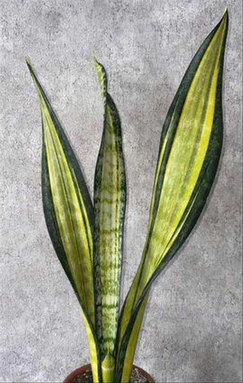 Sansevieria Golden Forescate