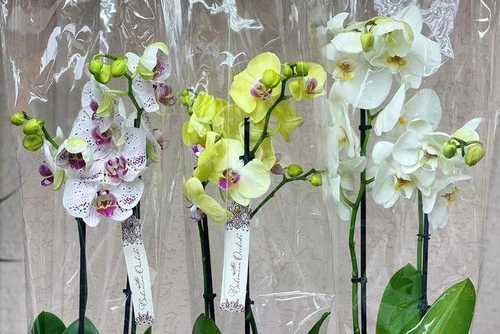 Орхидеи на 1 и 2 ветки