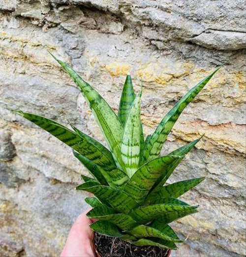 Сансевиерия Sansevieria Gabriella