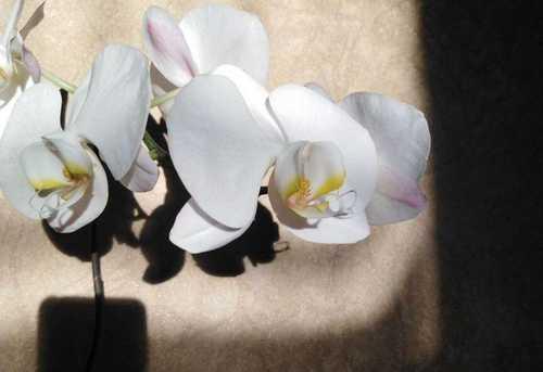 Орхидея фаленопсис Sogo yukidian