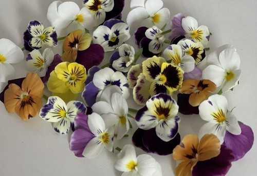 Пищевые цветы Виола, сьедобные цветочки