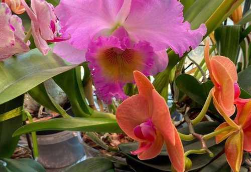 Орхидея каттлея mahina yahiro