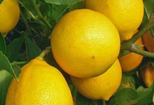 Лимон павловский