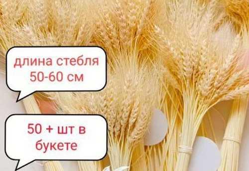 Сухоцветы пшеница