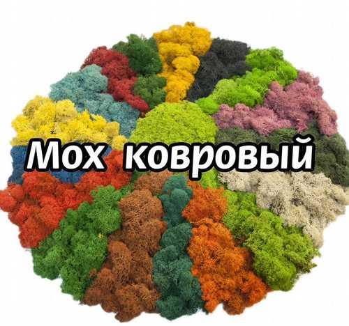 Мох ковровый стабилизированный