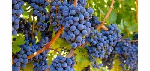 Саженцы винограда сорта "Альфа"