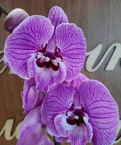 Орхидеи сорт