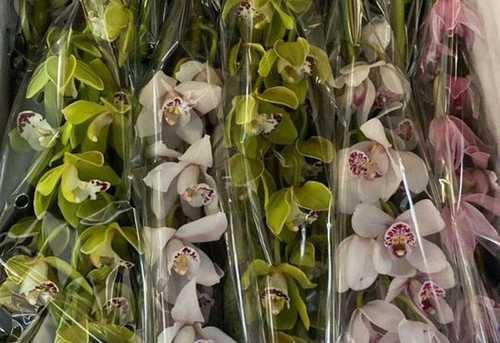 Орхидея Цимбидиум ветка, букет