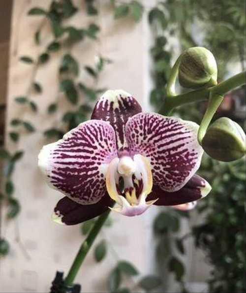 Орхидея фаленопсис Фантом. Два растения в горшке