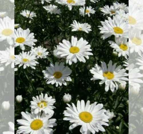 Ромашка срезочная корни