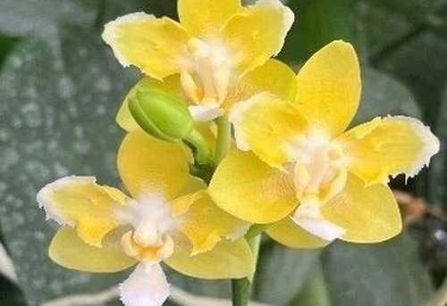 Орхидея азиат P.Yaphon Perfume yellow ‘ES’