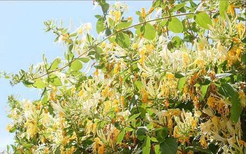 Саженцы жимолость японская Lonicera japonica лиана