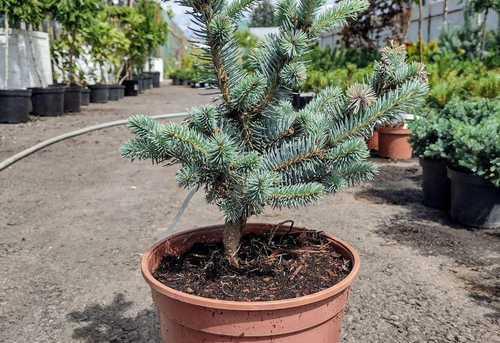 Ель колючая Glauca Globosa