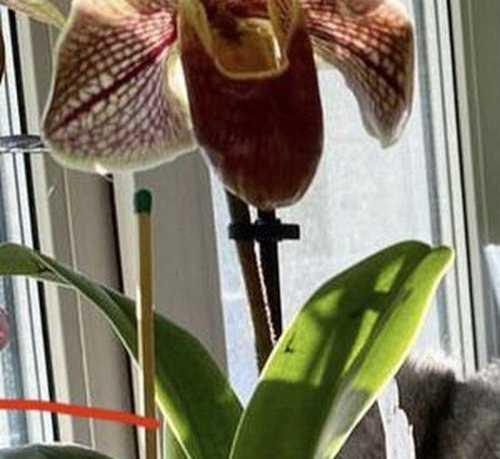Орхидея башмачок