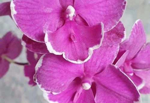 Орхидея Younghome Penying.Цветущая