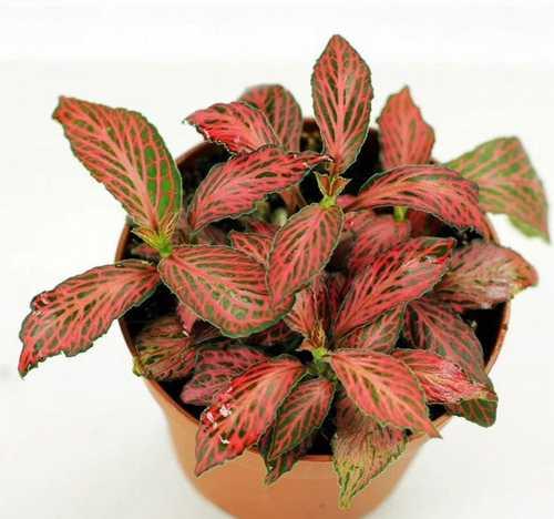 Фиттония Красная - Fittonia Red