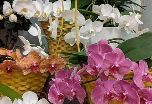 Орхидея Фаленопсис Рауль (Phalaenopsis Raoul)