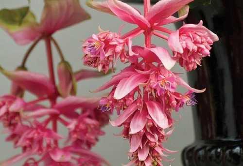 Мединилла Dolce Rossa (Филиппинская орхидея)