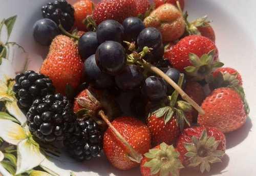 Саженцы плодово-ягодных культур