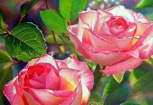 Картина по номерам 40x50 Садовые розы в утренней р