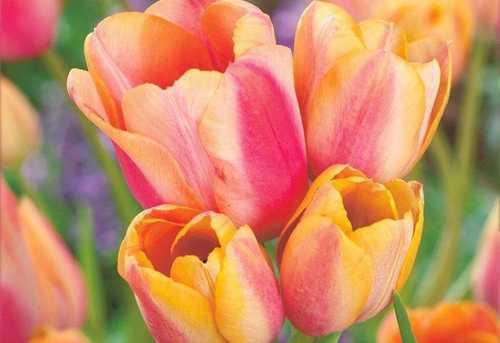 Тюльпаны Кэнди Киссес многоцветковый. Луковица