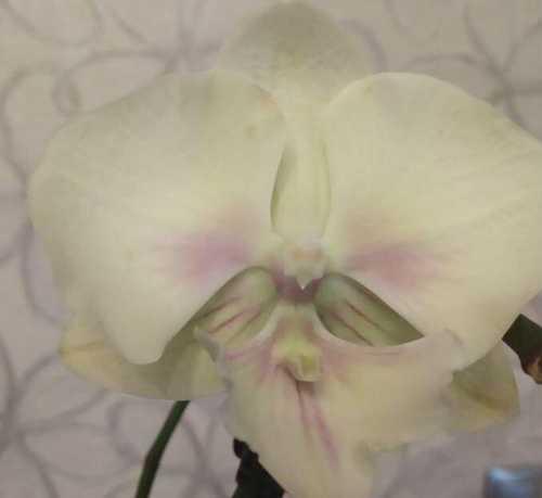 Орхидея фаленопсис биг лип, отцвел