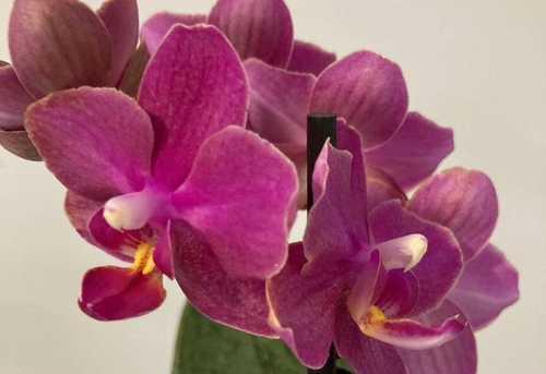 Орхидея парфюмерная фабрика Diffusion