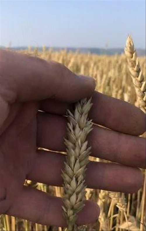 Канадская пшеница