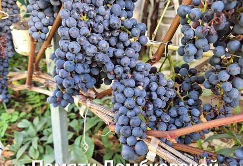 Саженцы винных сортов винограда