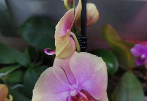 Орхидея фаленопсис сара