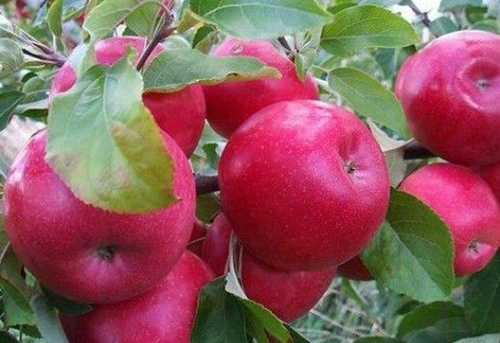 Саженцы яблони Айдаред